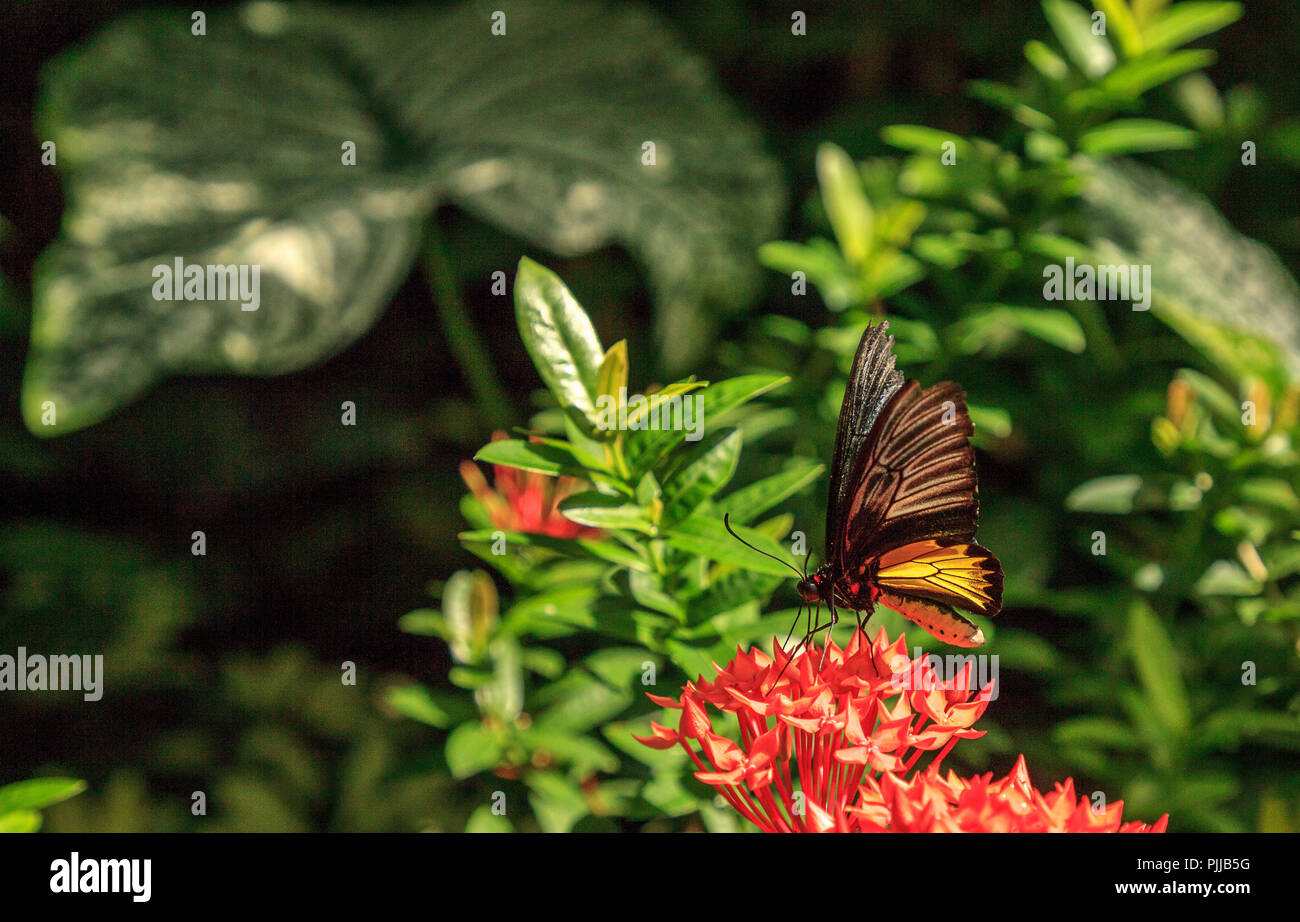 Common Birdwing butterfly Troides helena spreads its black and yellow ...
