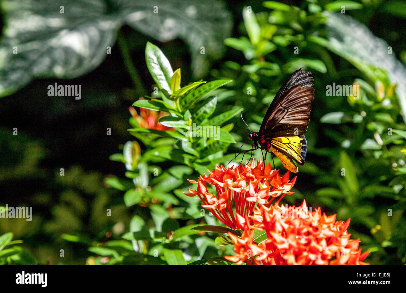 Common Birdwing butterfly Troides helena spreads its black and yellow ...