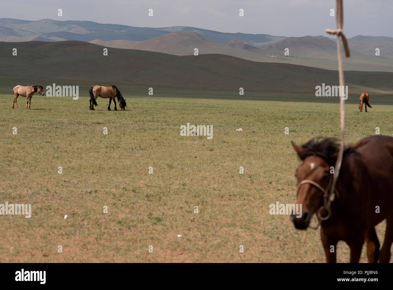 The Mongolian Countryside Stock Photo - Alamy