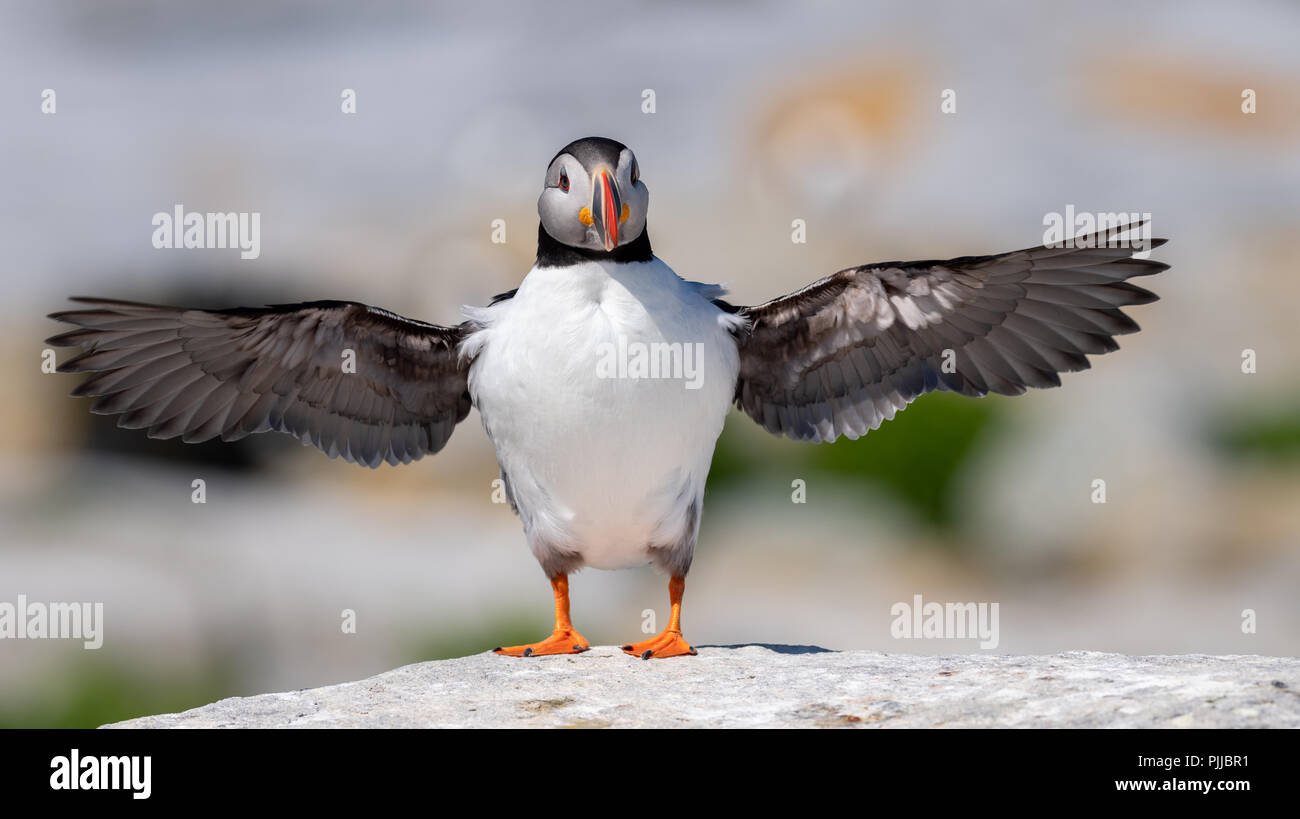 Atlantic Puffin Spreading wings Stock Photo - Alamy