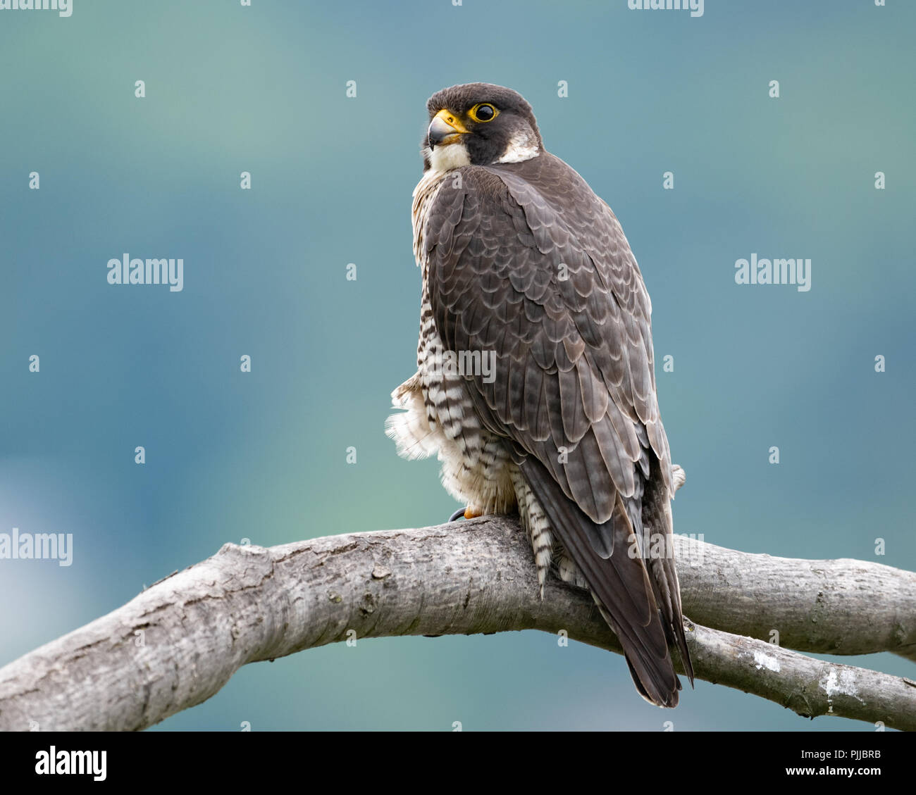 Closeup of a Peregrine Falcon Stock Photo - Alamy