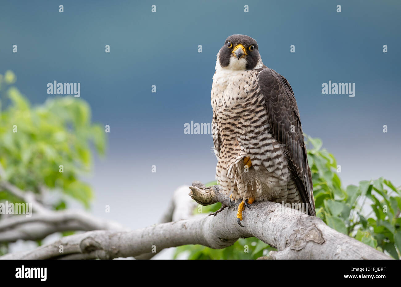 Closeup of a Peregrine Falcon Stock Photo - Alamy