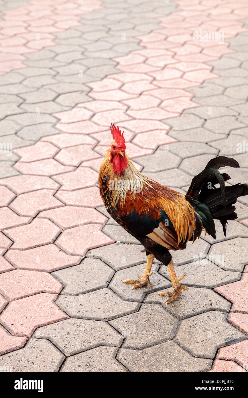 Key west chickens hi-res stock photography and images - Alamy