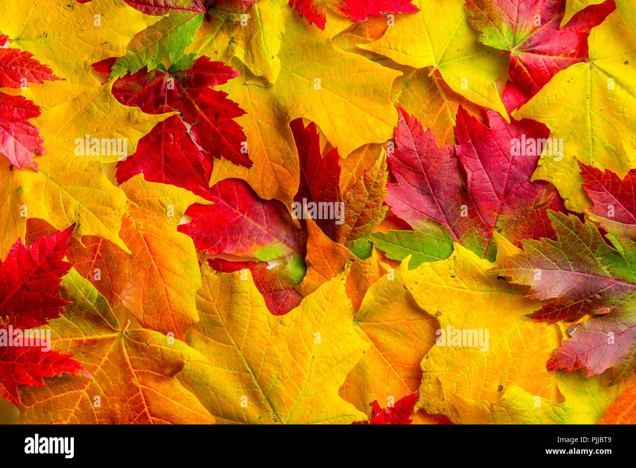 Nice color leaves hi-res stock photography and images - Alamy