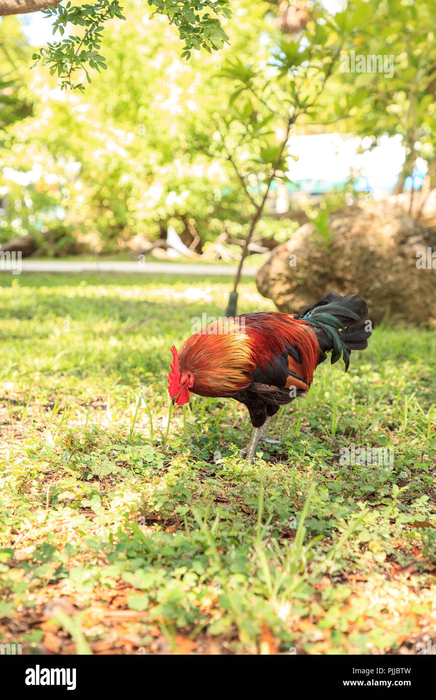 Roosters and chickens, called gypsy chickens or Cubalaya by the locals ...