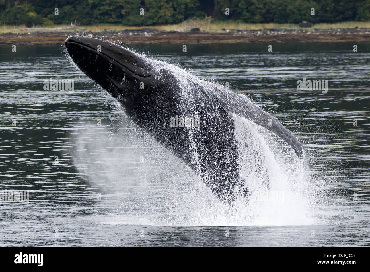 A Humpback whale breaches high into the air in Chatham Strait near ...