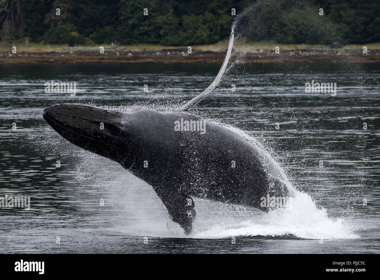 A Humpback whale breaches high into the air in Chatham Strait near ...