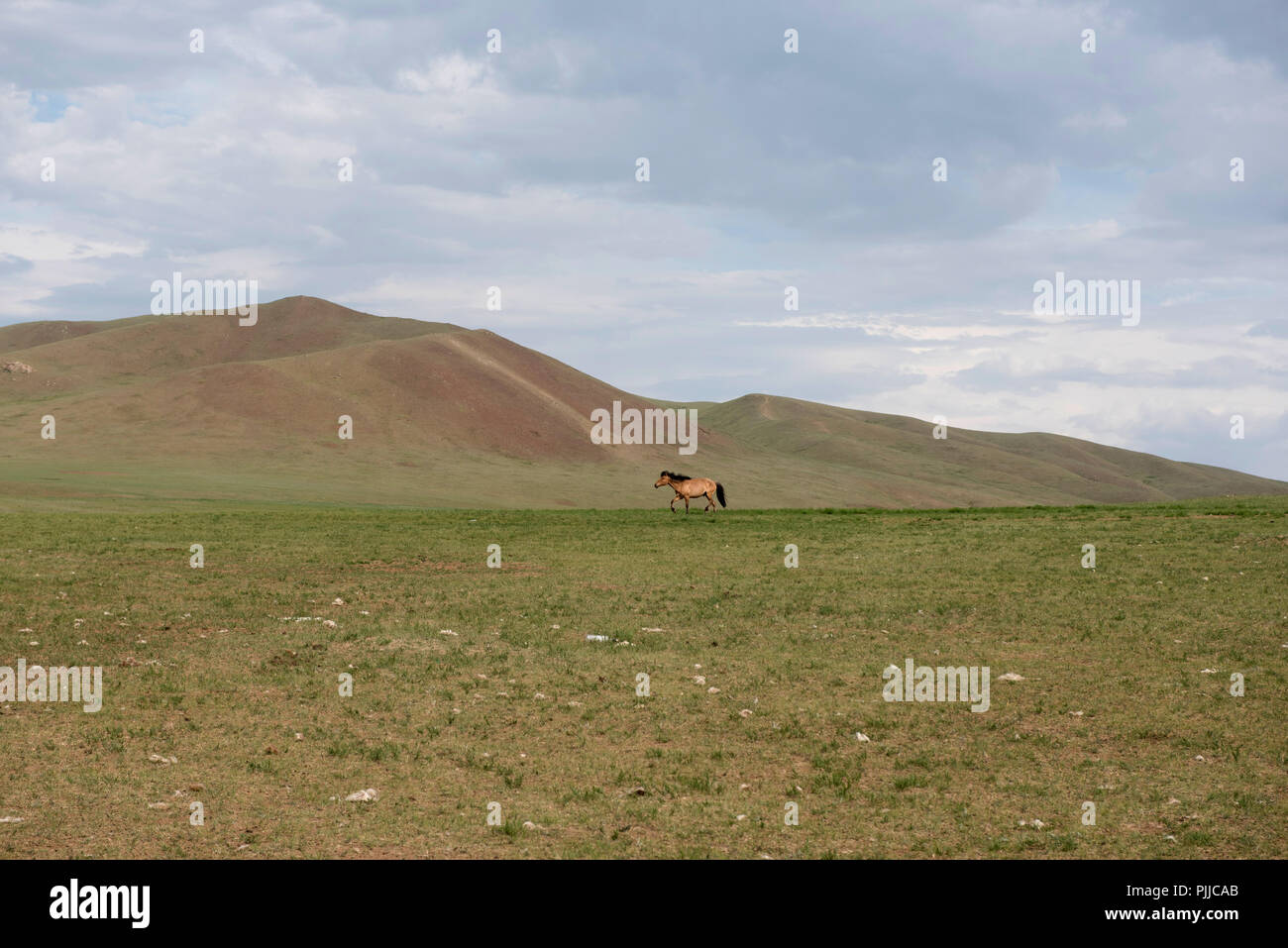The Mongolian Countryside Stock Photo - Alamy