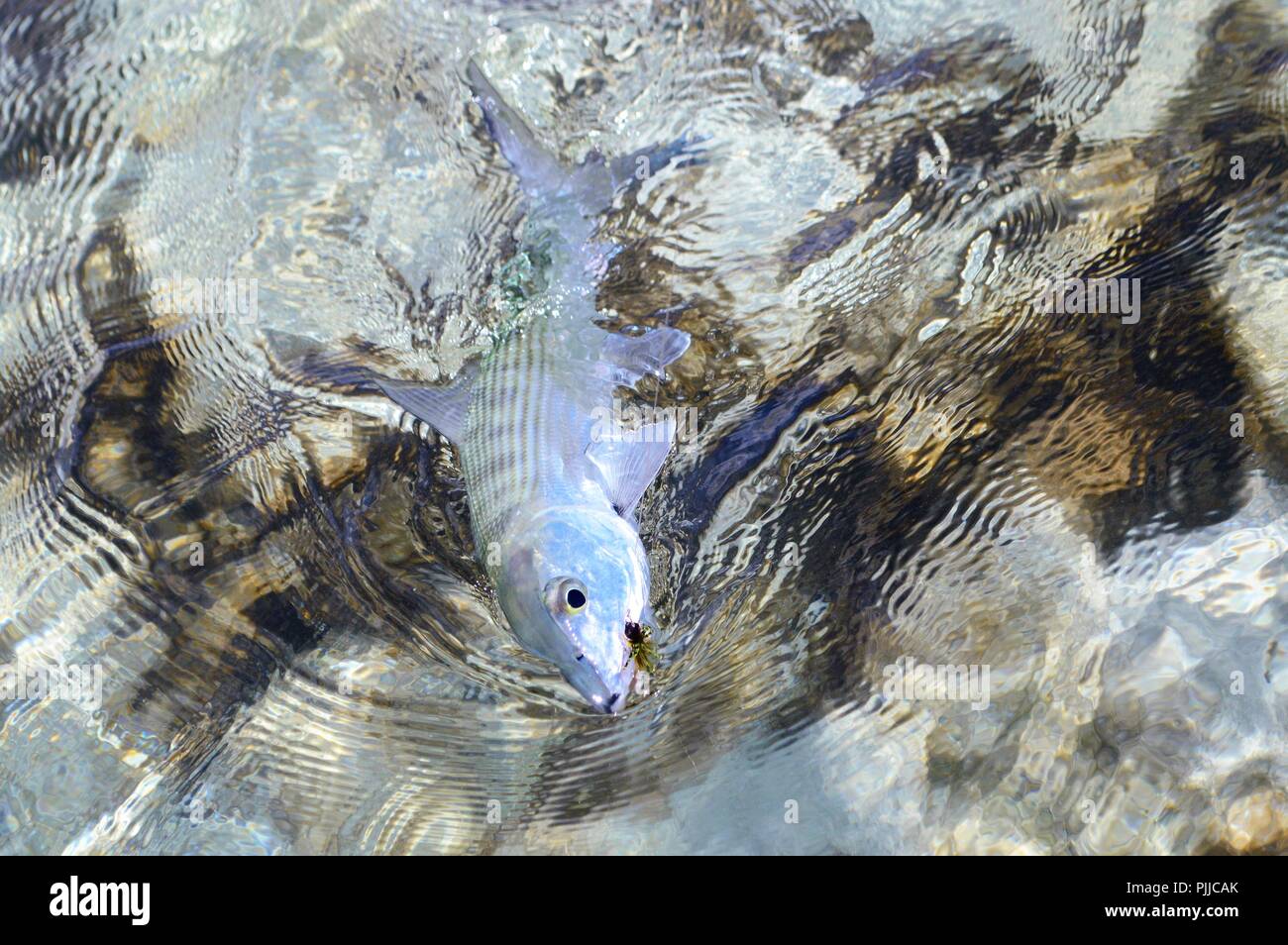 Bonefish hi-res stock photography and images - Alamy