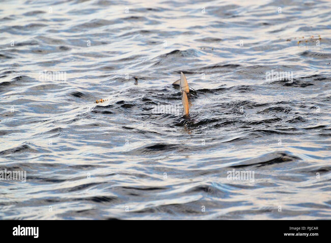Bonefish hi-res stock photography and images - Alamy