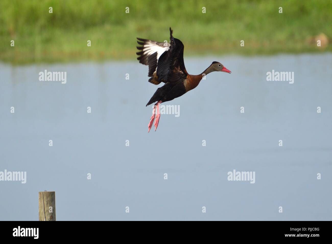 Waddle bird black and hi-res stock photography and images - Alamy