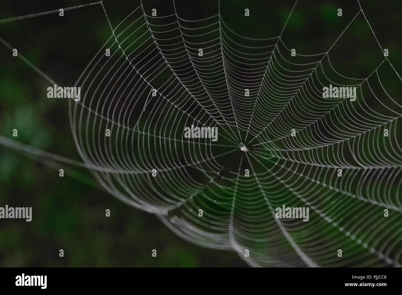 Hanging spider web in front of the green and blurry nature background ...