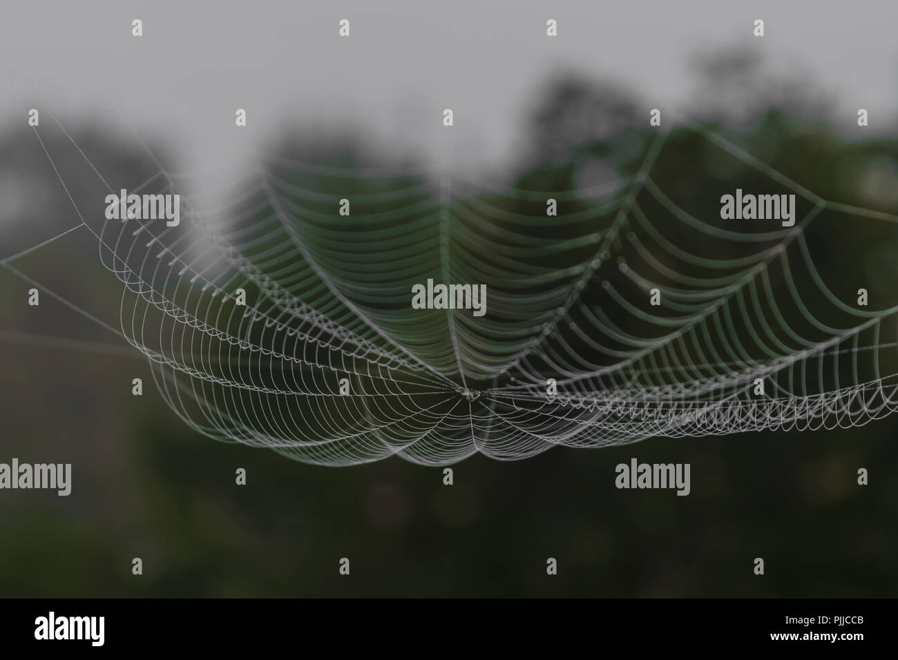 Hanging spider web in front of the green and blurry nature background ...