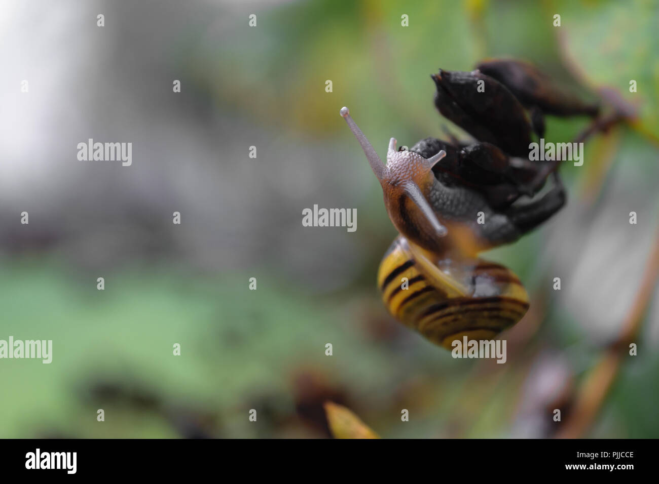 Snail head hi-res stock photography and images - Alamy