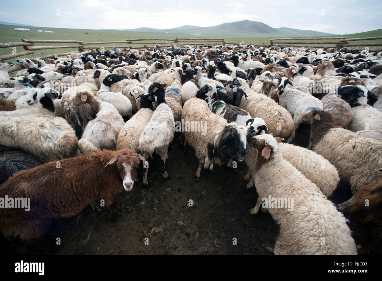 The Mongolian Countryside Stock Photo - Alamy