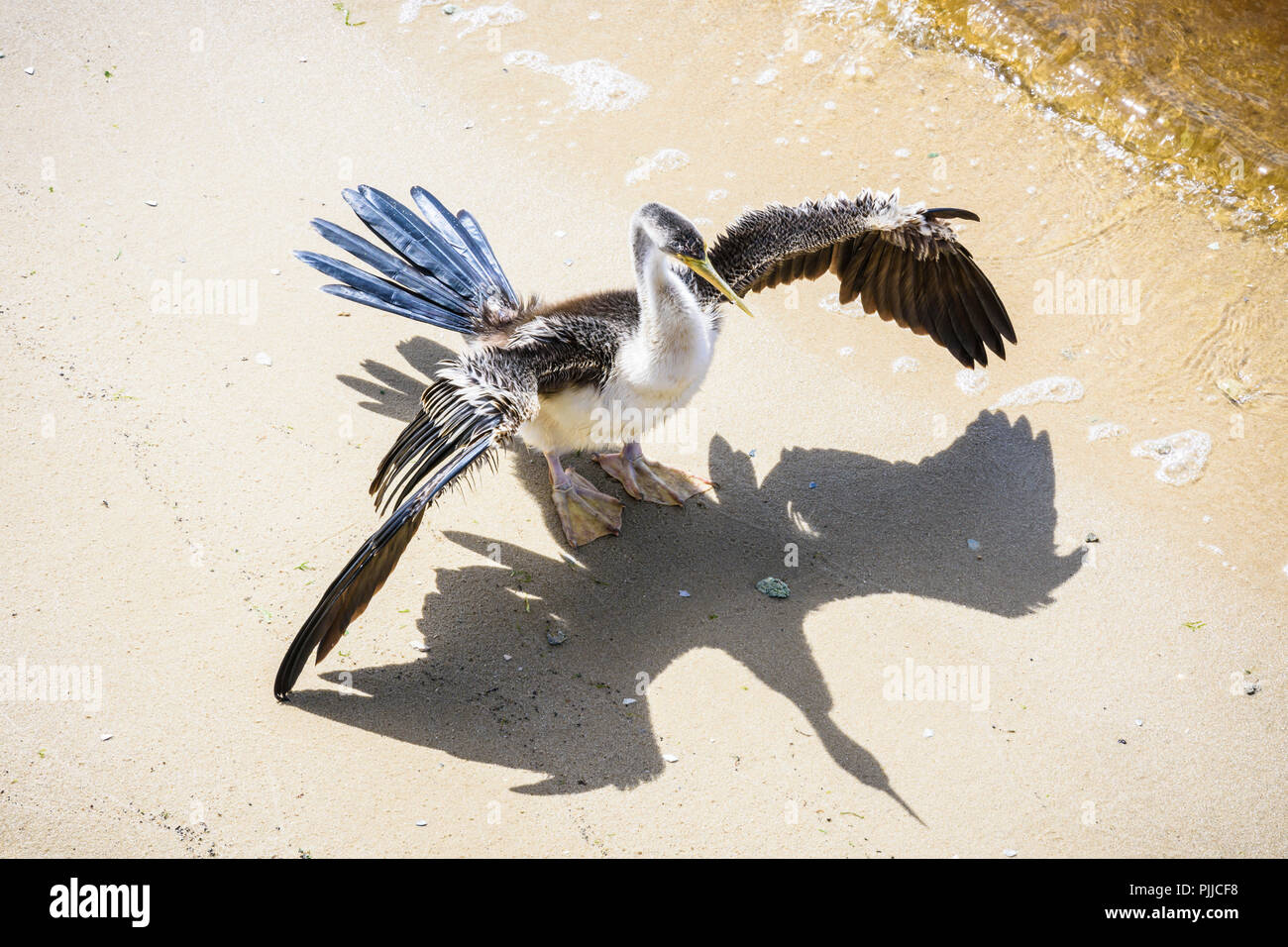 Australasian darter water bird drying its wings in the sun on the banks ...