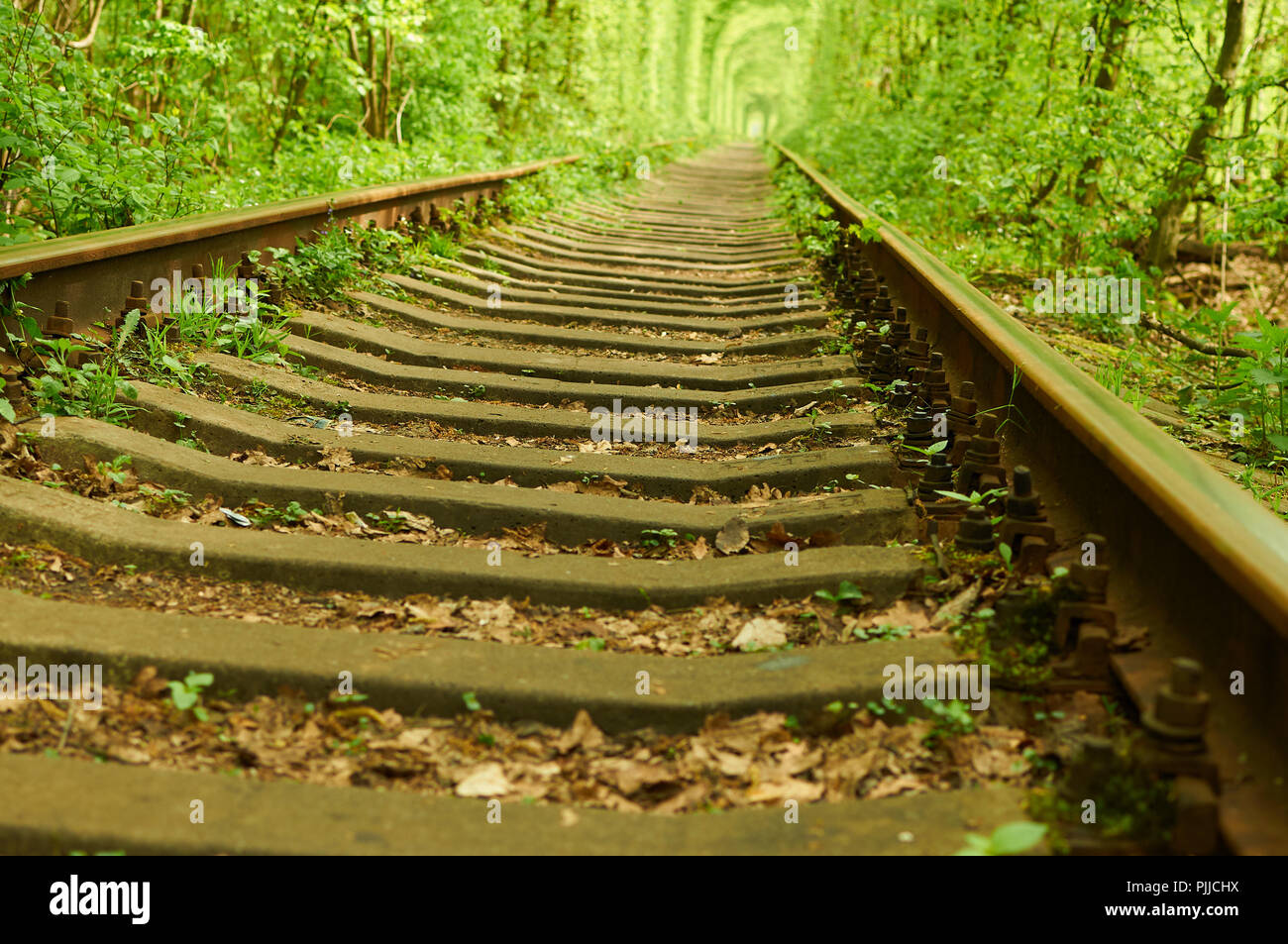 Old railway and green natural tunnel on background Stock Photo - Alamy