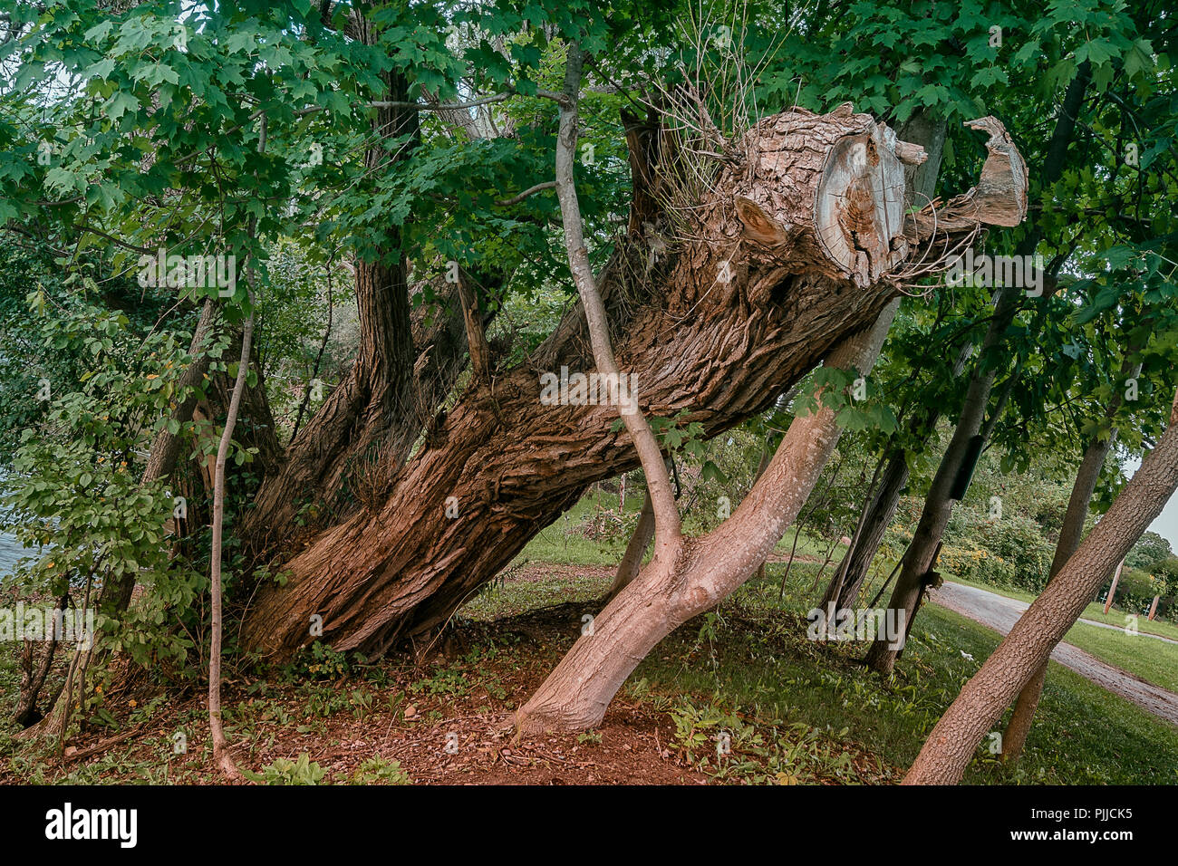 An Old Sawed Tree at West Canada Creek Stock Photo - Alamy