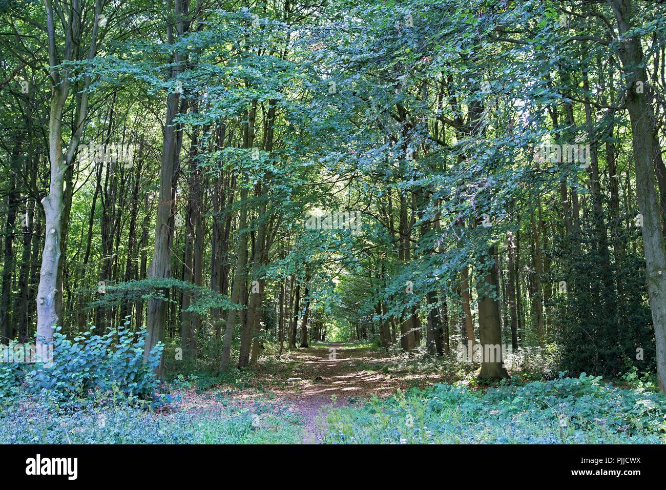 Trails in woods hi-res stock photography and images - Alamy