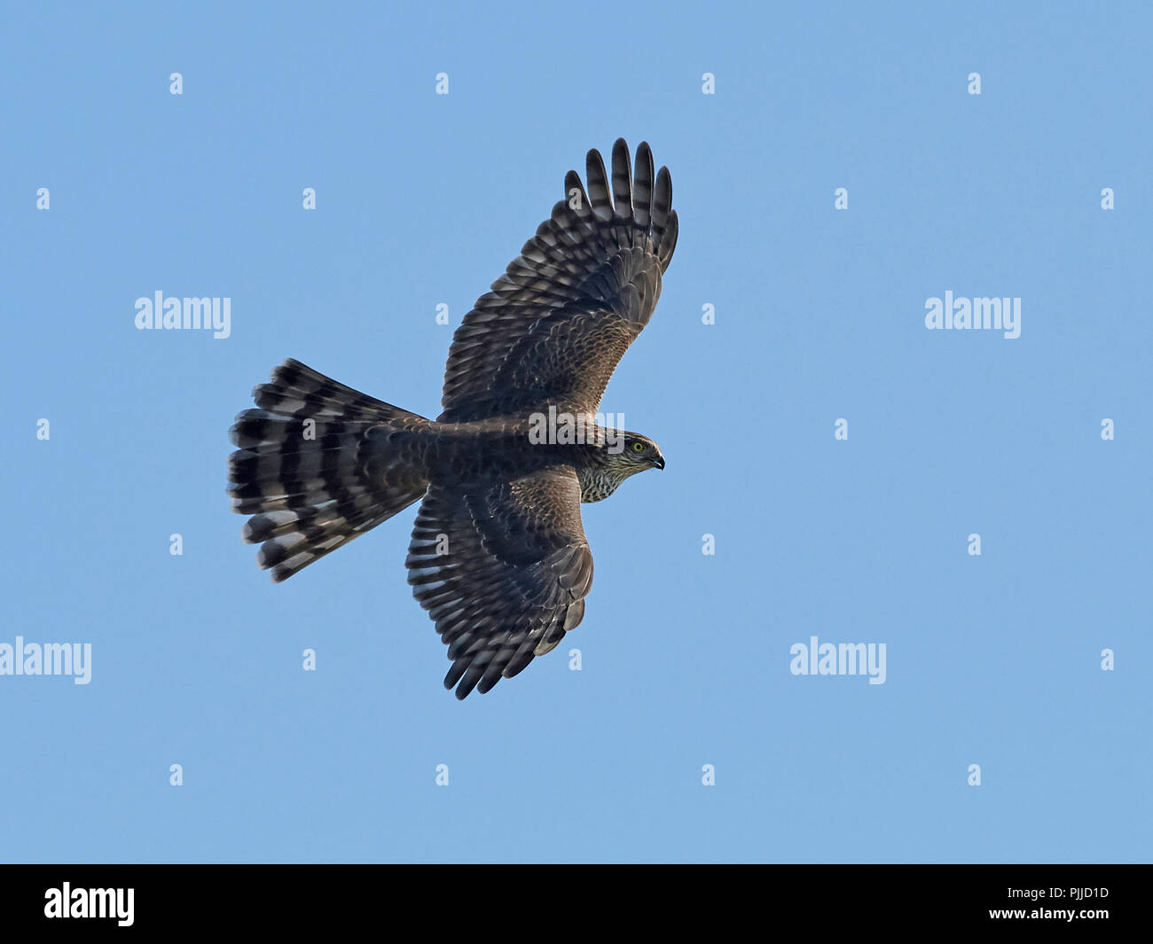 Eurasian sparrowhawk in flight in its natural habitat Stock Photo - Alamy