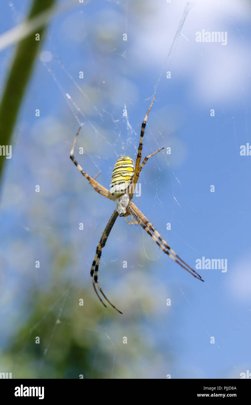 Spider with yellow and black stripes. Argiope on the web Stock Photo ...