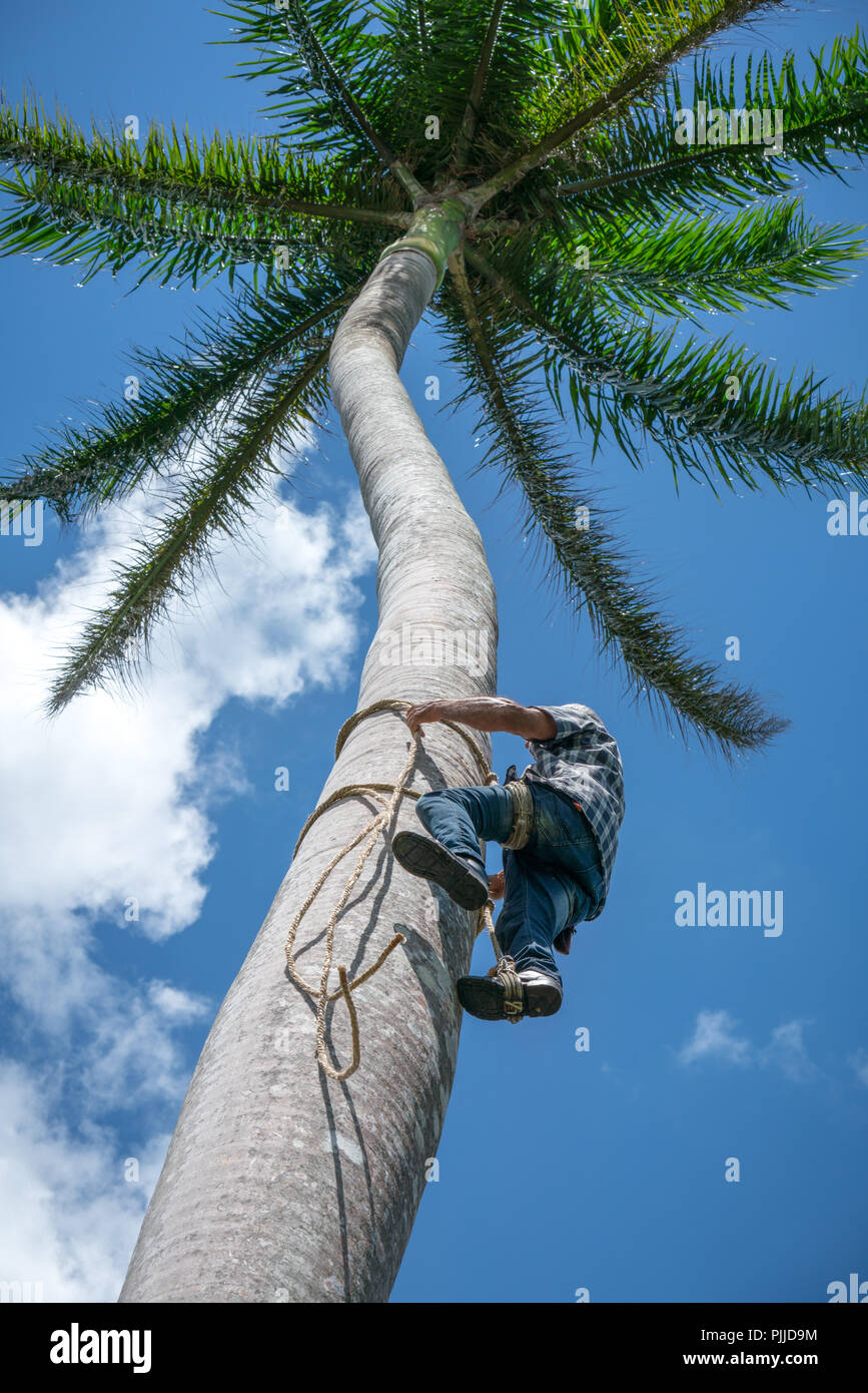 Adult male climbs tall coconut tree with rope to get coco nuts ...