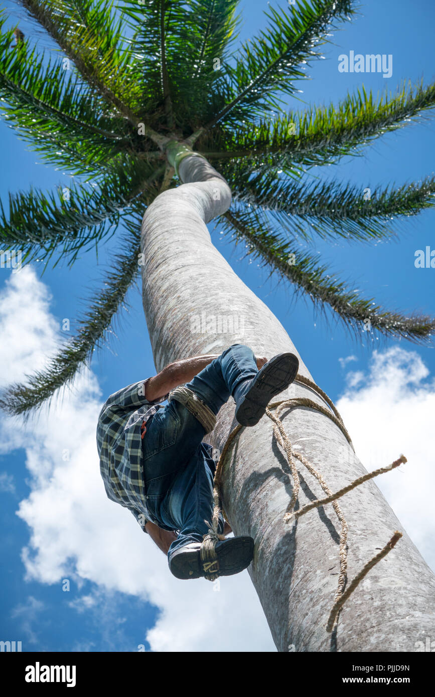 Adult male climbs tall coconut tree with rope to get coco nuts ...