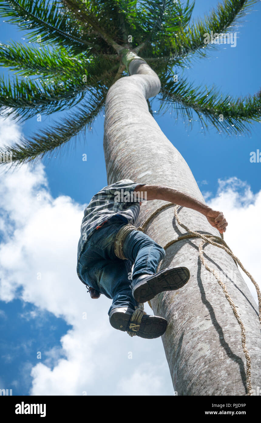 Adult male climbs tall coconut tree with rope to get coco nuts ...
