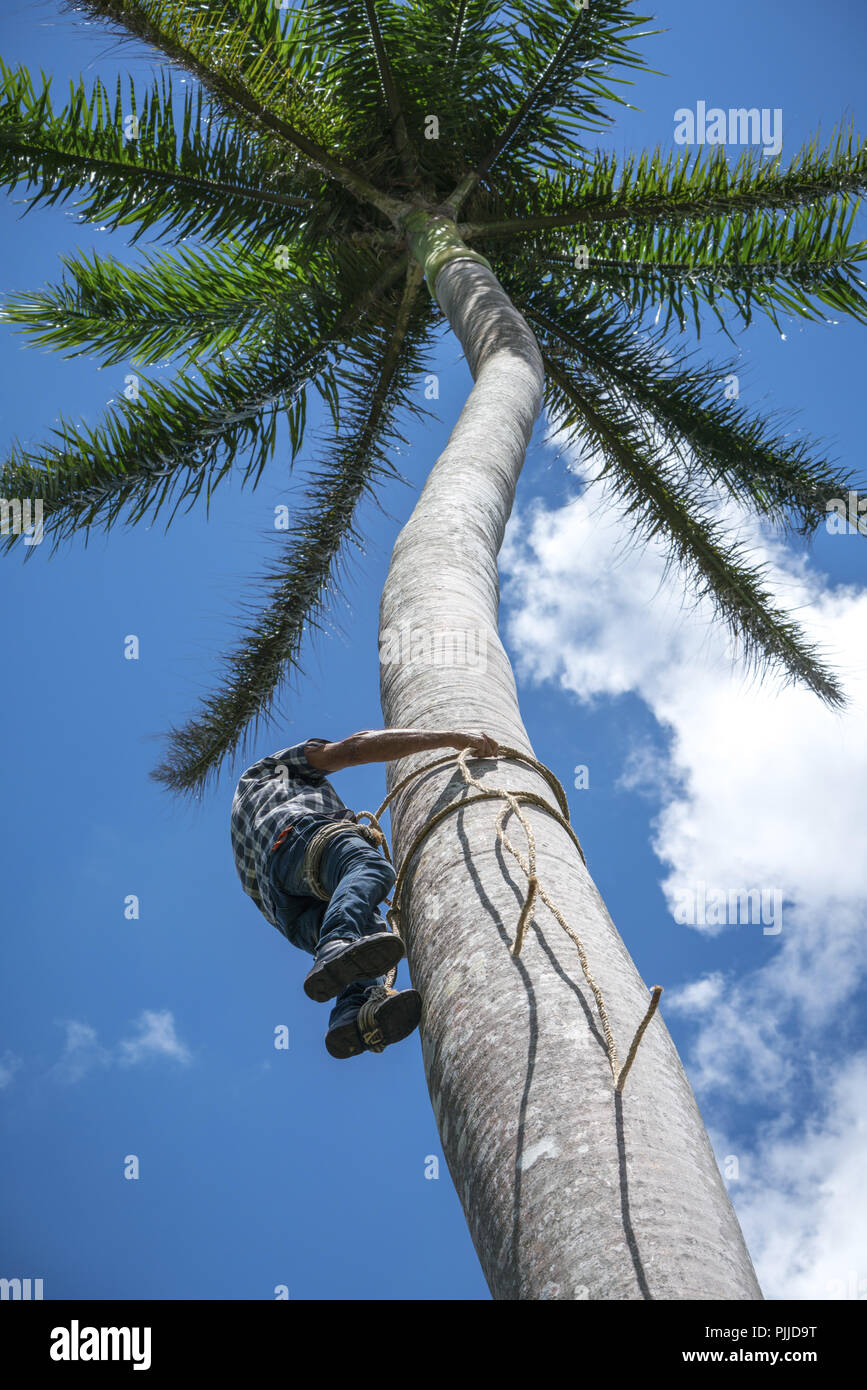 Adult male climbs tall coconut tree with rope to get coco nuts ...