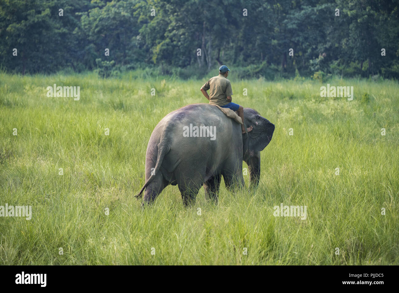 Mahout or elephant rider riding a female elephant. Wildlife and rural ...