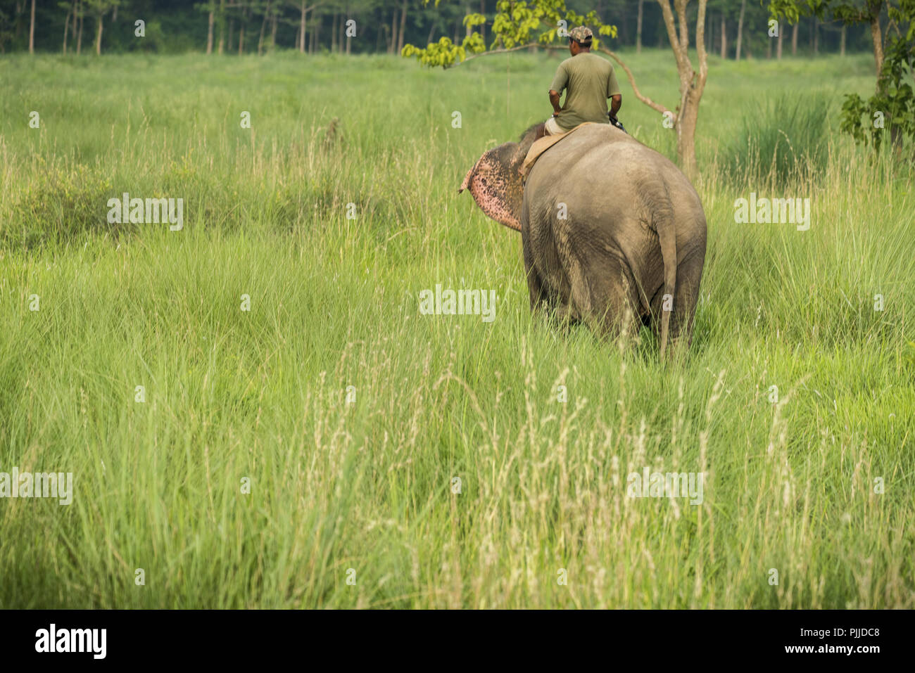 Mahout or elephant rider riding a female elephant. Wildlife and rural ...