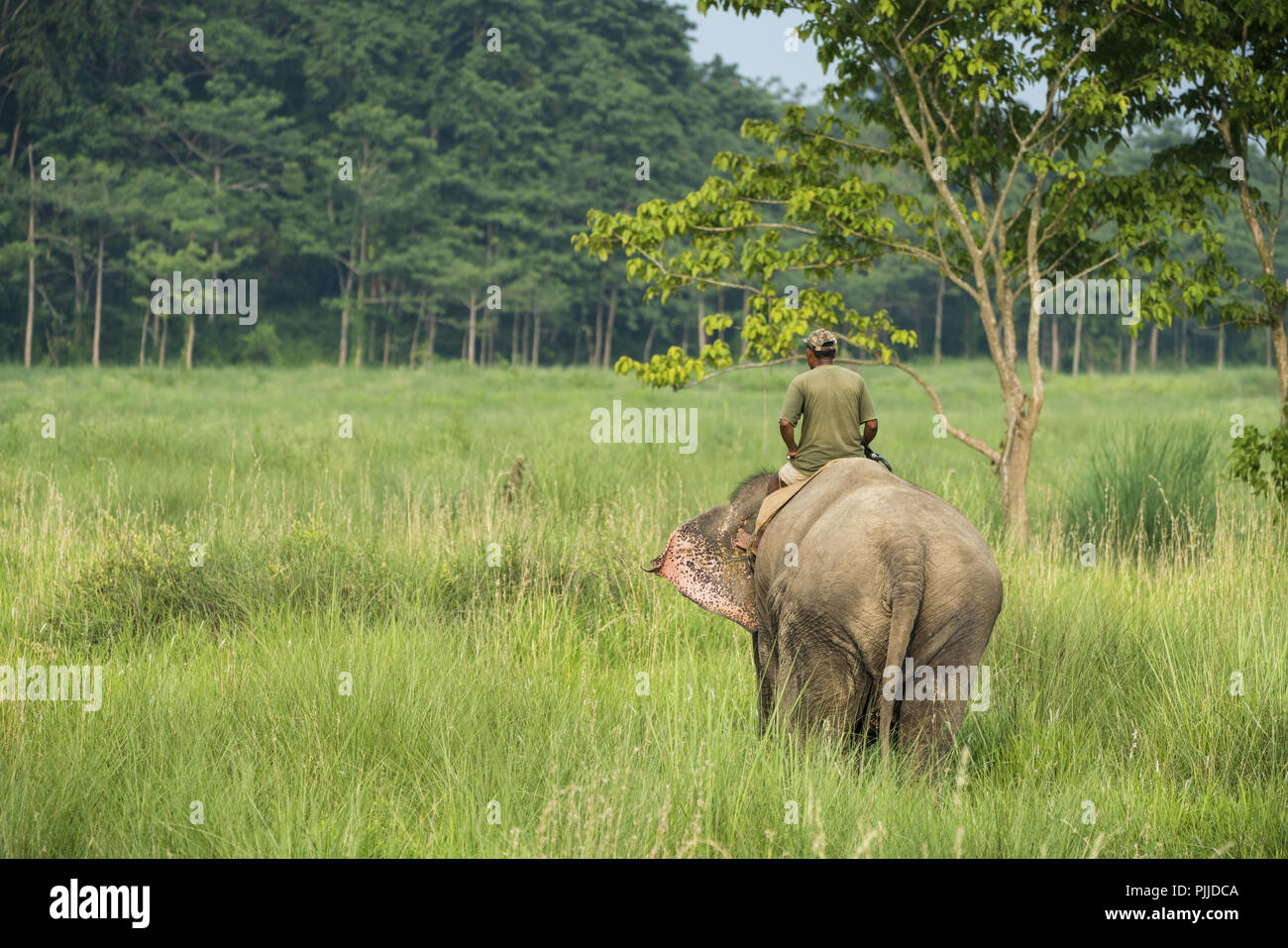 Mahout or elephant rider riding a female elephant. Wildlife and rural ...