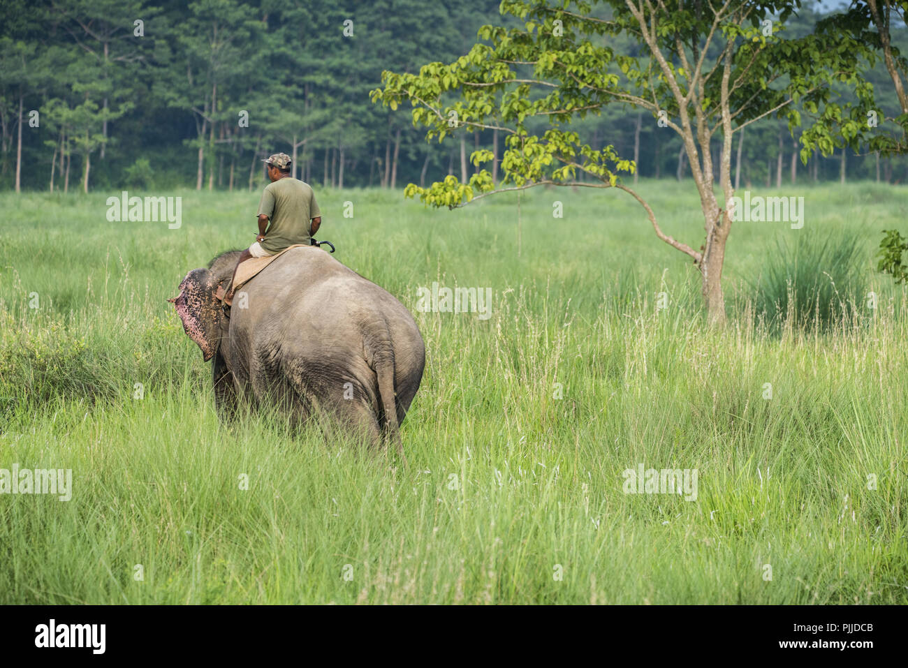 Mahout or elephant rider riding a female elephant. Wildlife and rural ...