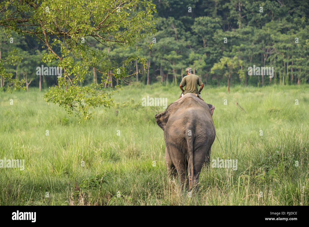 Mahout or elephant rider riding a female elephant. Wildlife and rural ...