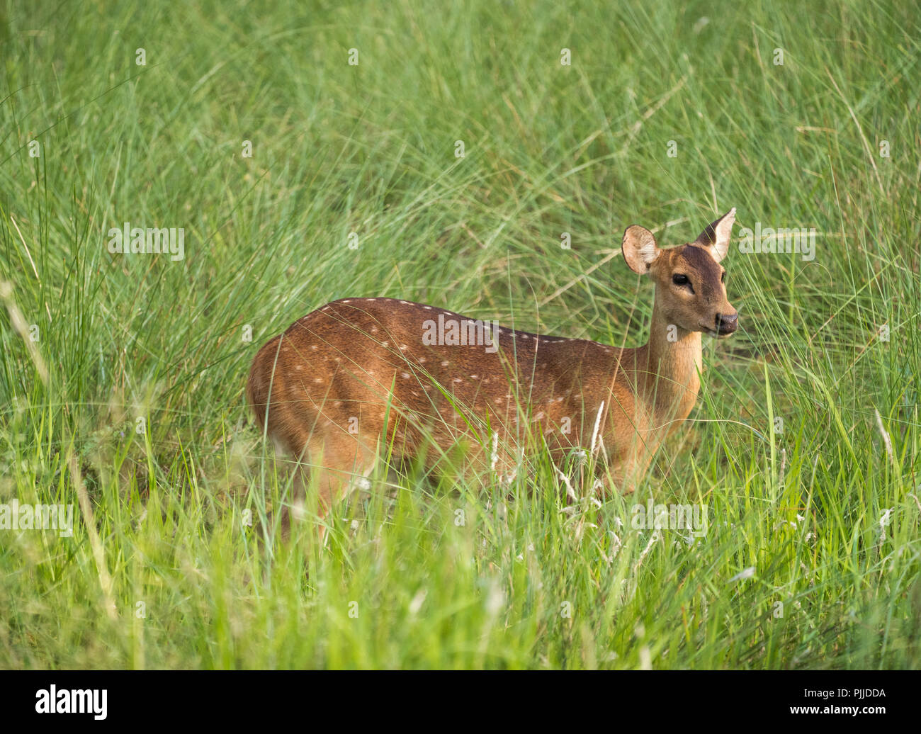Sika or spotted deer in elephant grass tangle. Wildlife and animal ...