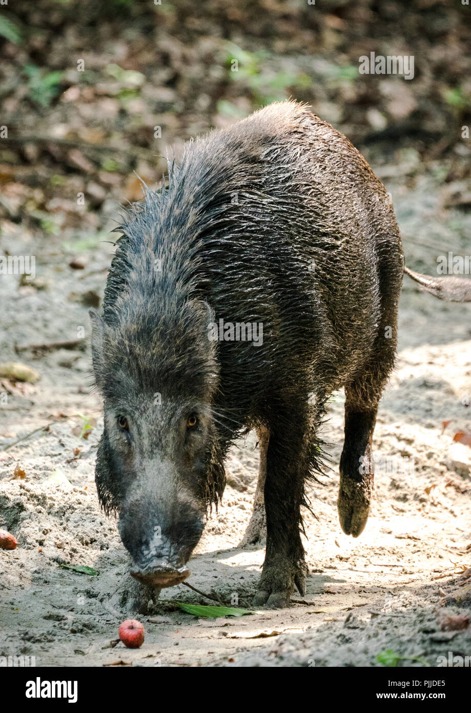 Wild boar male feeding in the jungle in Asia. Wildlife and animal photo ...