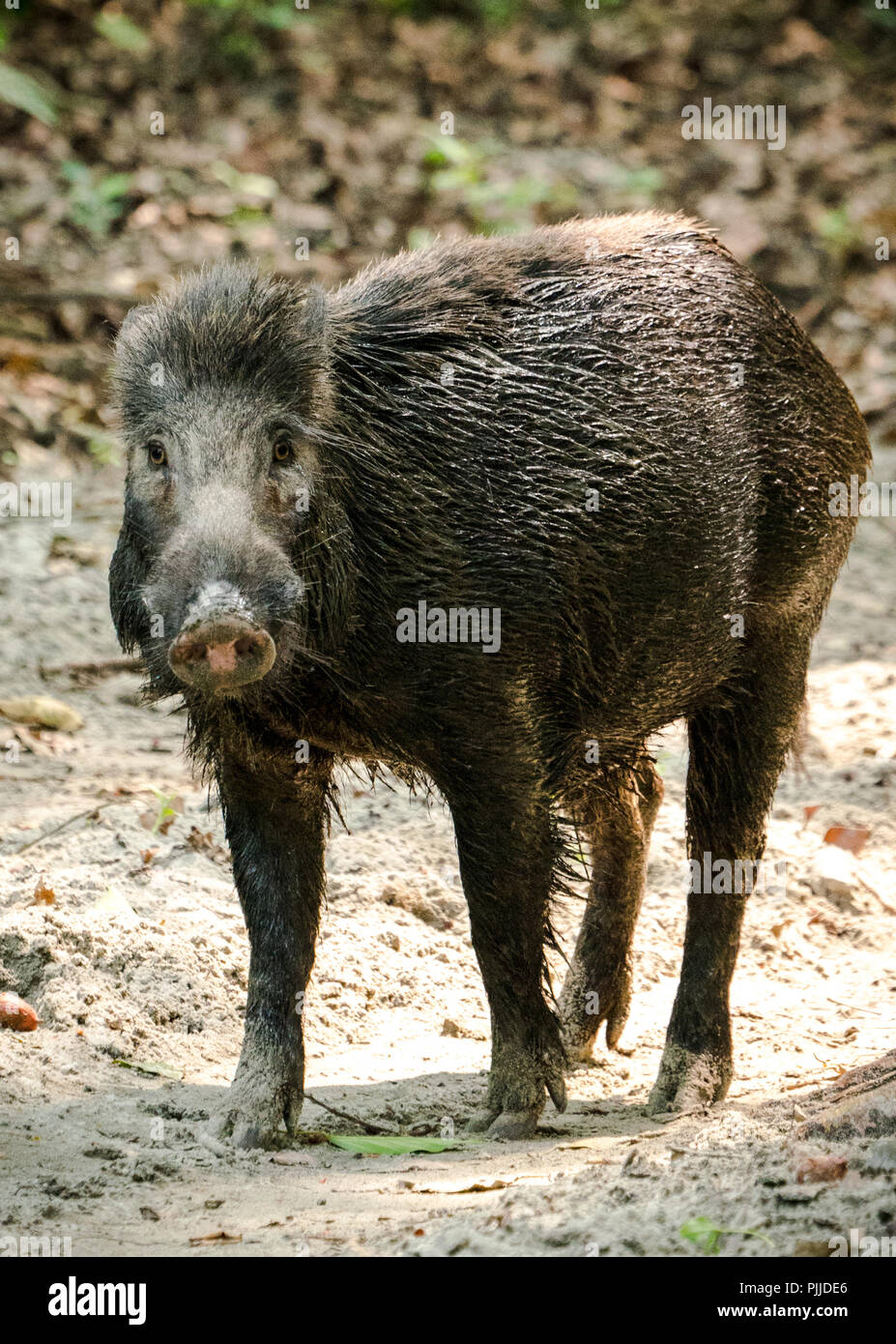 Wild boar male feeding in the jungle in Asia. Wildlife and animal photo ...