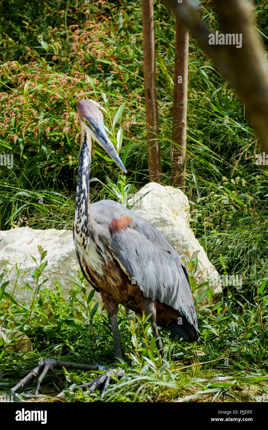 Le Parc des Oiseaux, Birds Park, Villars-les-Dombes, Ain, France Stock ...