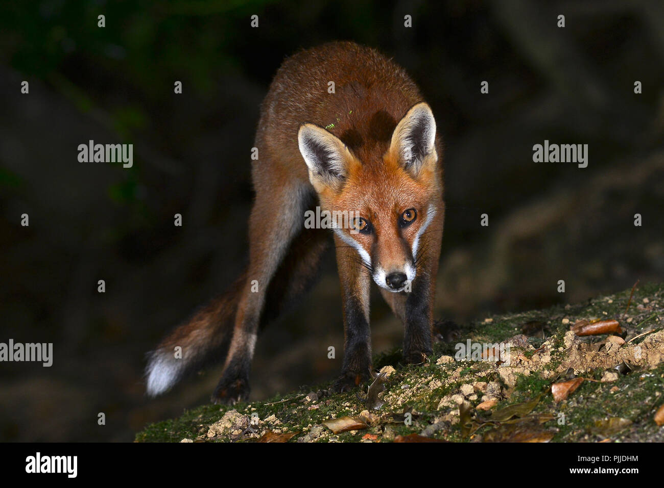 red fox vulpes vulpes Stock Photo - Alamy