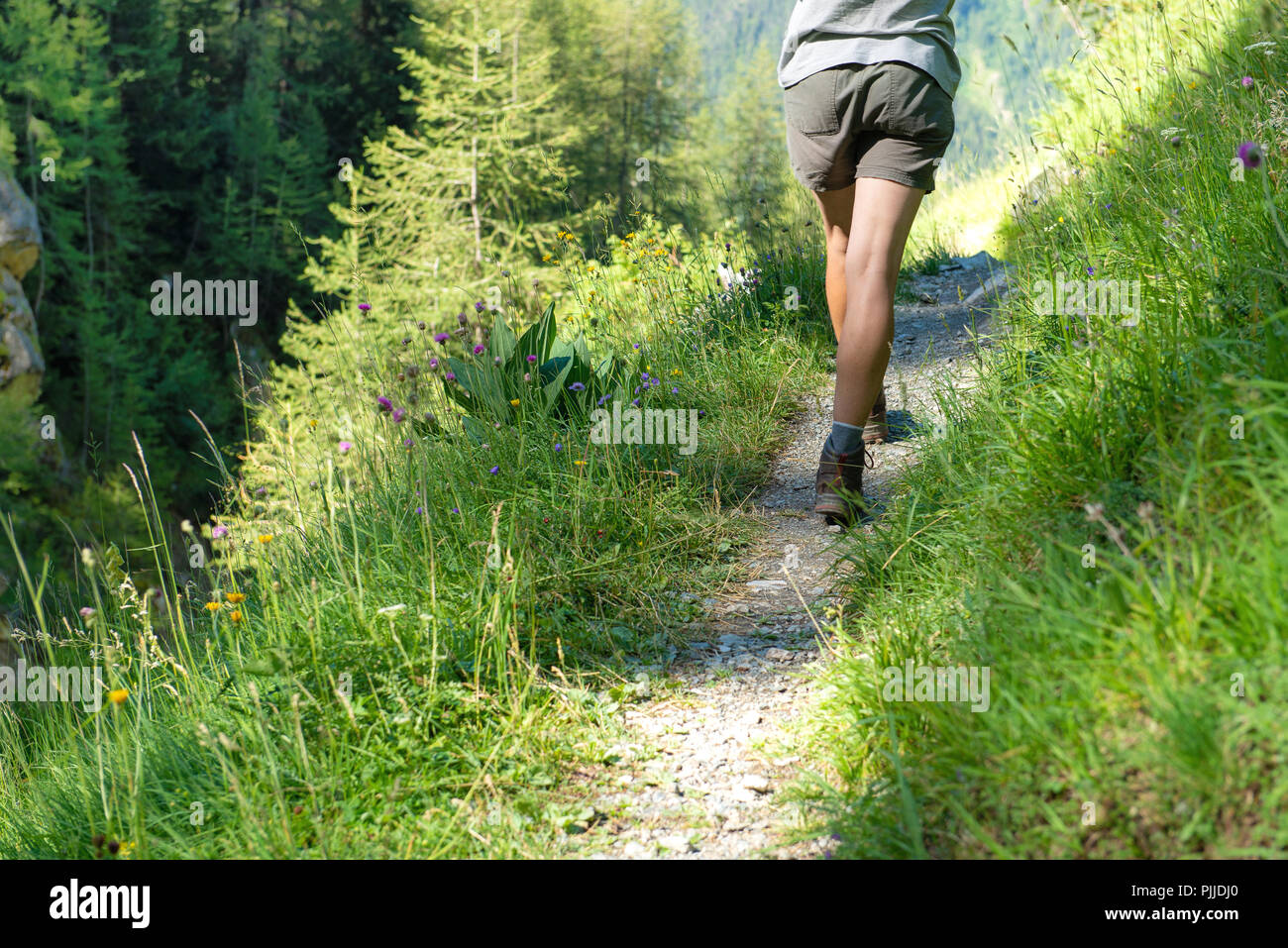 woman back wearing short hiking on a path in alpine forest Stock Photo ...