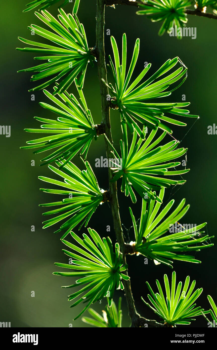 Fresh larch foliage in spring Stock Photo - Alamy