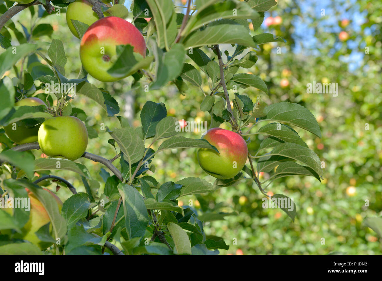 red apples growing in a apple tree among foliage Stock Photo - Alamy