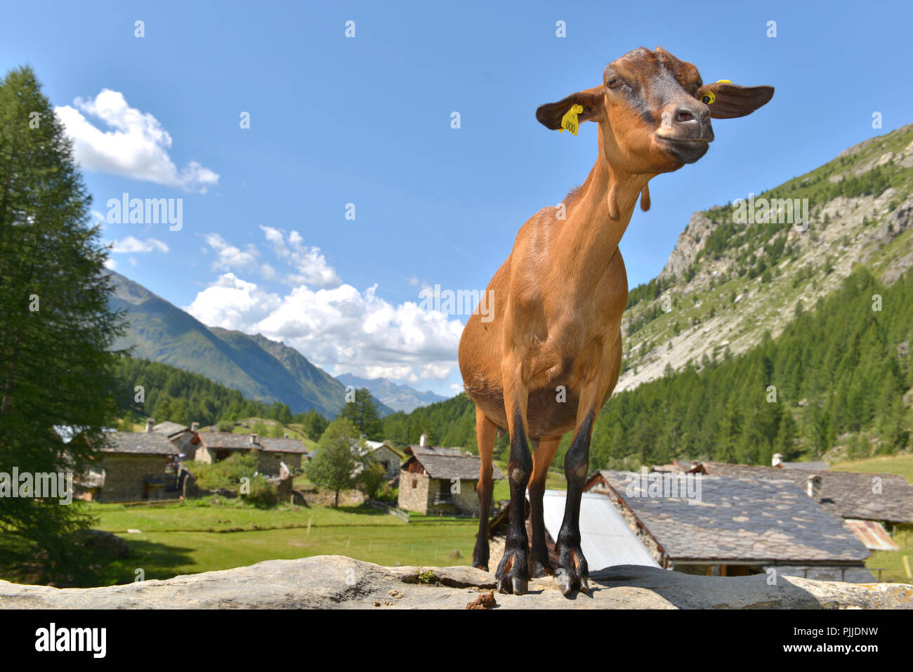brown goat in the top of a rock in front of a alpine village Stock ...