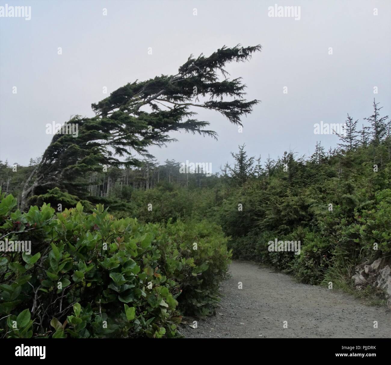 Ocean windy pacific ocean windy hi-res stock photography and images - Alamy