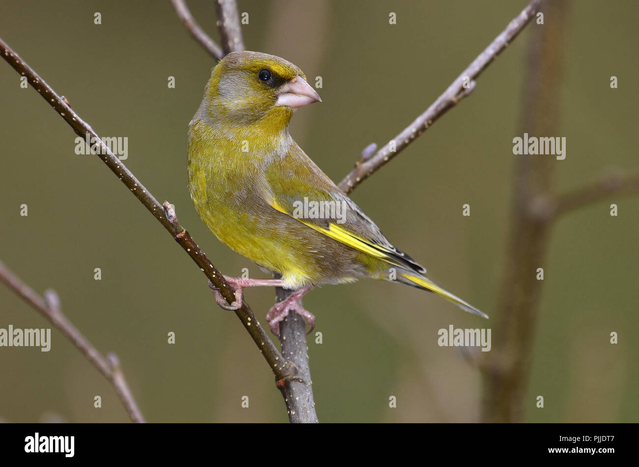 Greenfinch fauna hi-res stock photography and images - Alamy