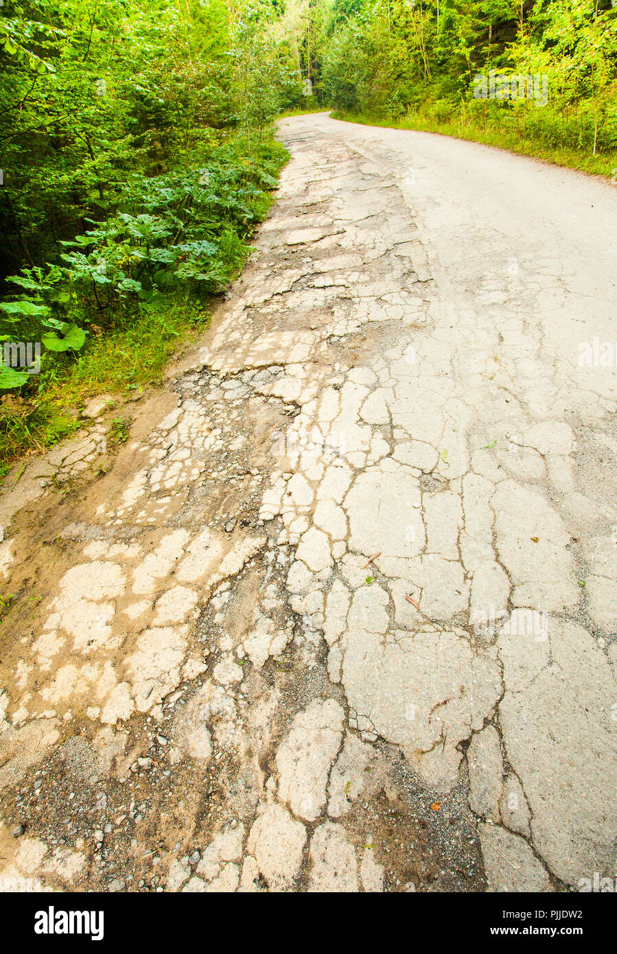 cracked damaged road in the forest Stock Photo - Alamy