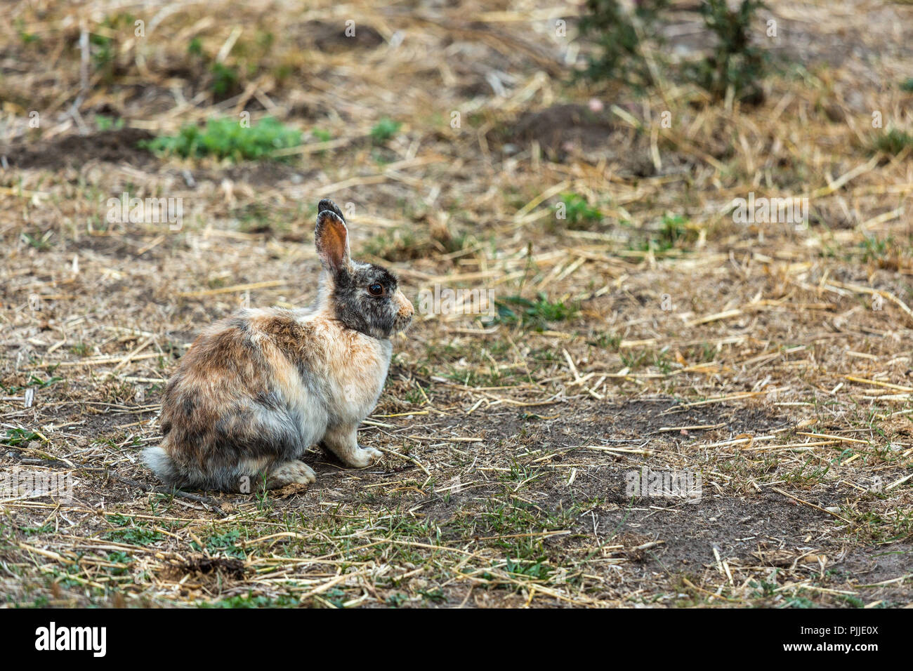 wild rabbit Danish hare isolated on the ground Stock Photo - Alamy