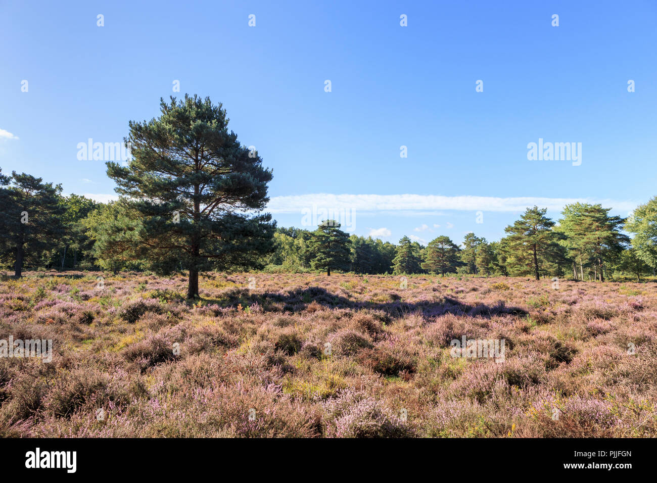 Mayford england hi-res stock photography and images - Alamy