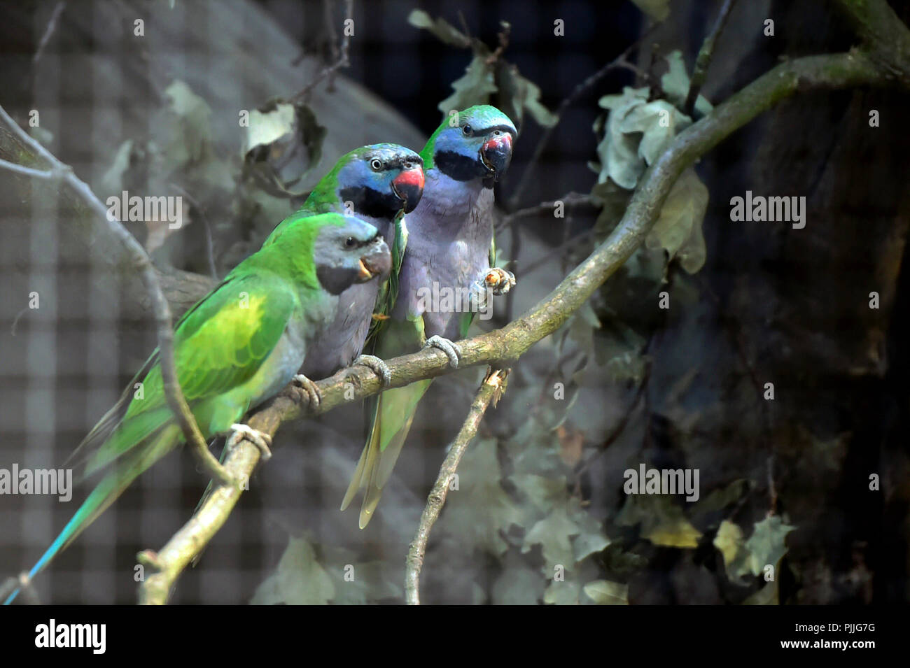 Derbys parakeets hi-res stock photography and images - Alamy
