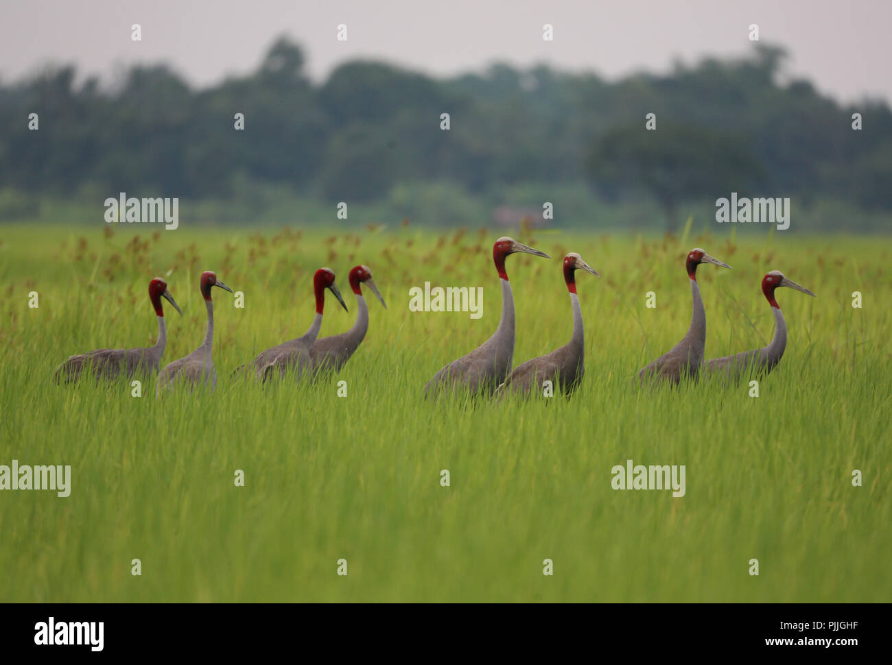 Maubin(Myanmar. 7th Sep, 2018. Photo taken on Sept. 7, 2018 shows Sarus ...